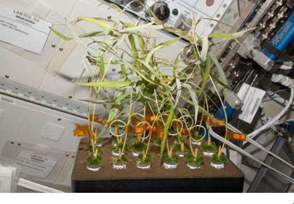 How Can Plants Grow In Space? Can They Become Trees? | All India Daily