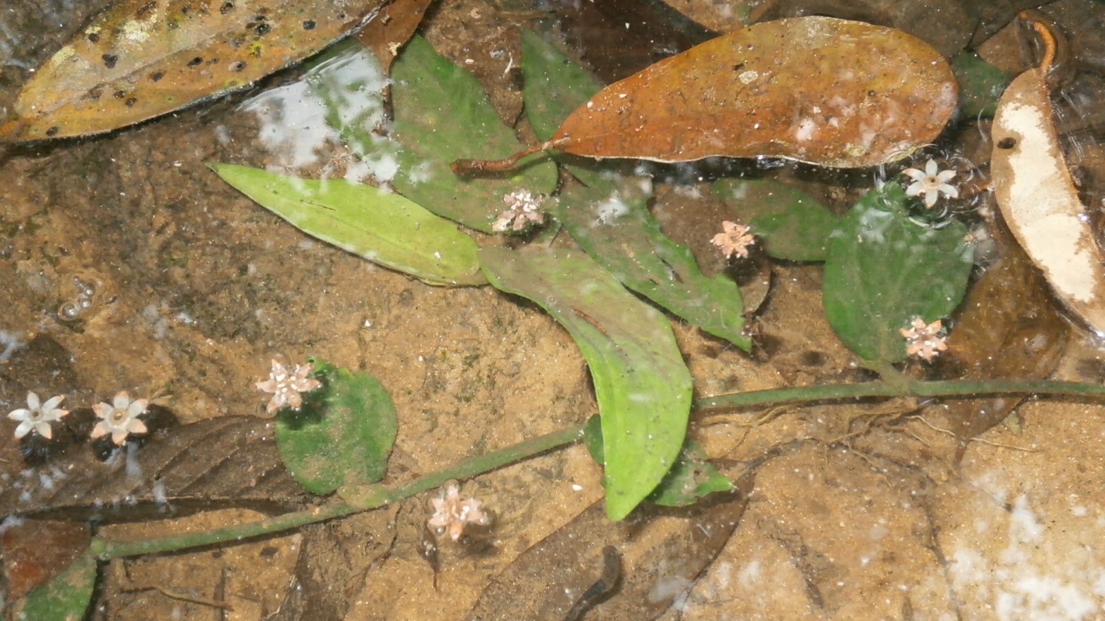 It's All About Aquascaping!: Piptospatha, Ferns, Mosses & Aridarum species