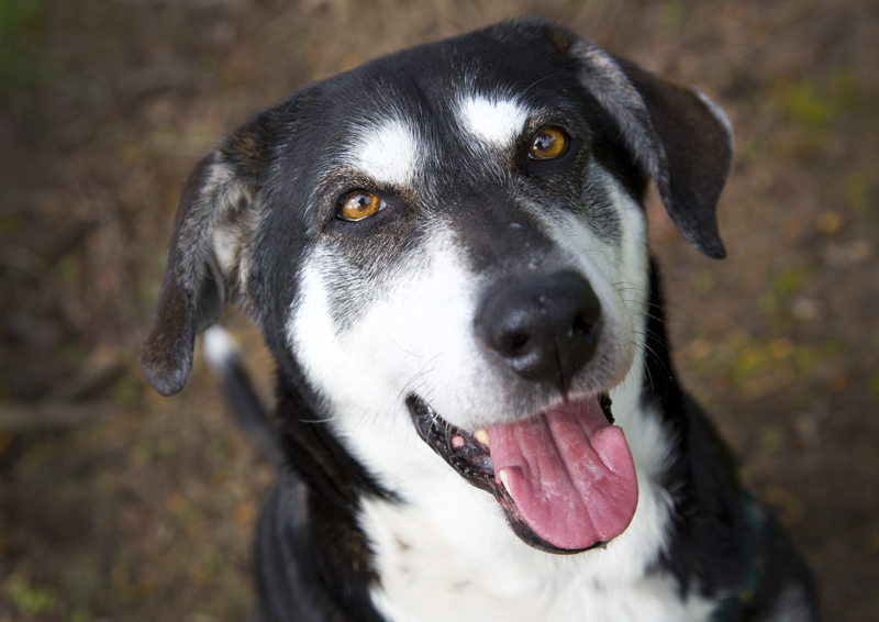Shelter Dogs of Portland: "ANGEL" pretty Hound/Husky mix!