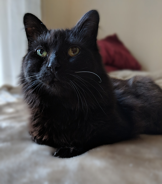 Gigi's Calico Corner: It's the Most Wonderful Time of the Year