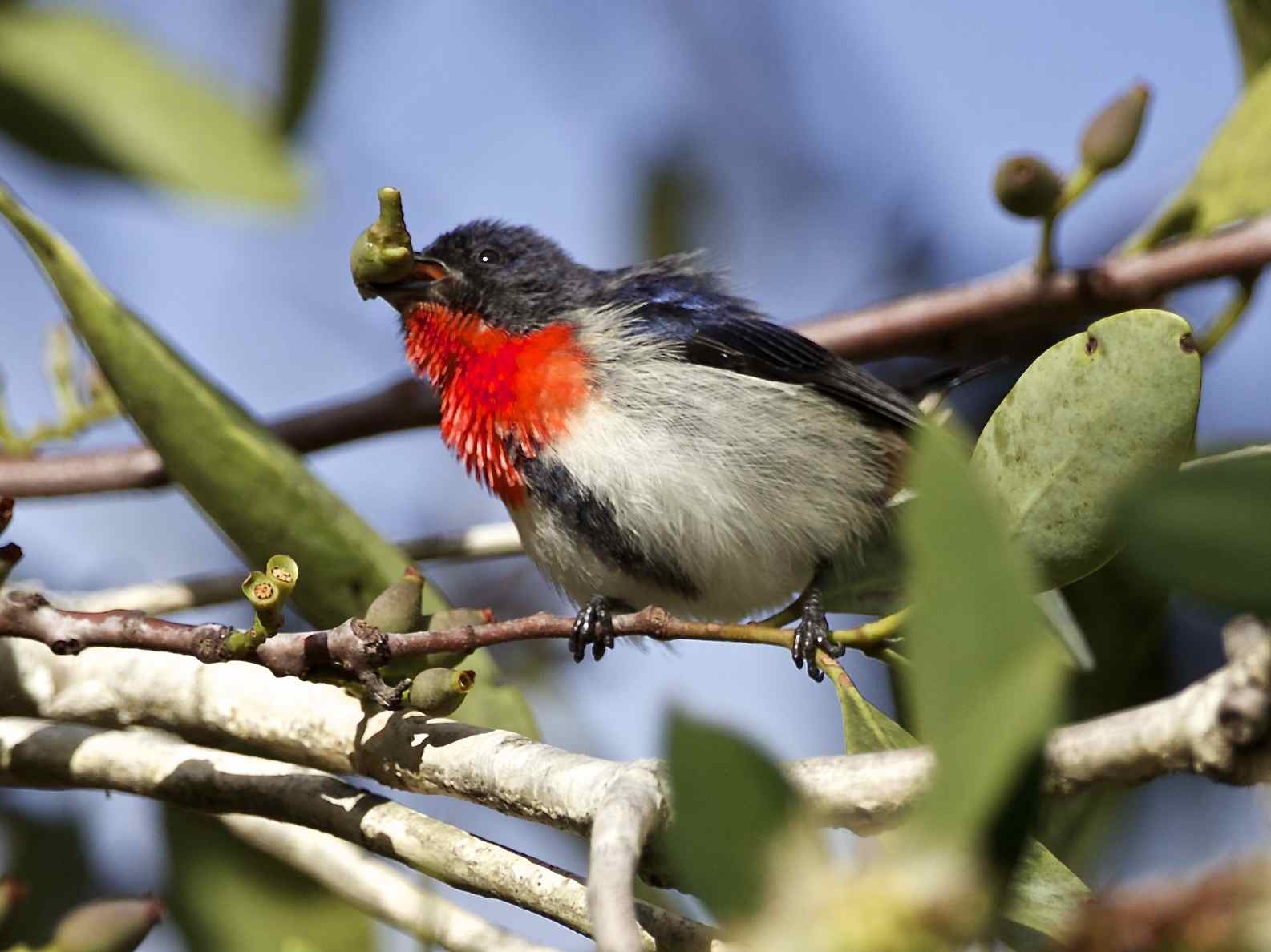 Avithera: Mistletoebird