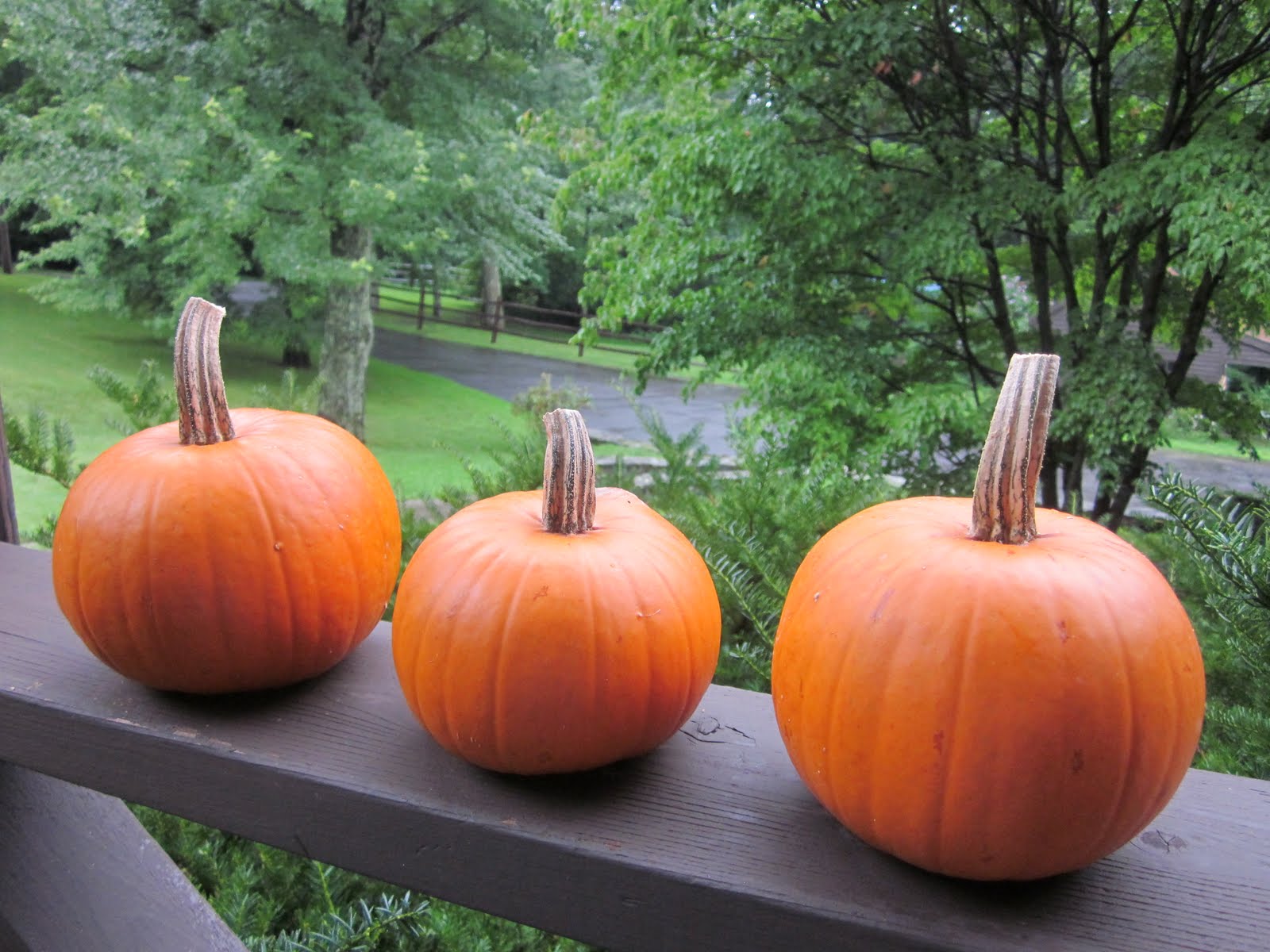 ~ CtLogCabin ~: Three Little PumPkins