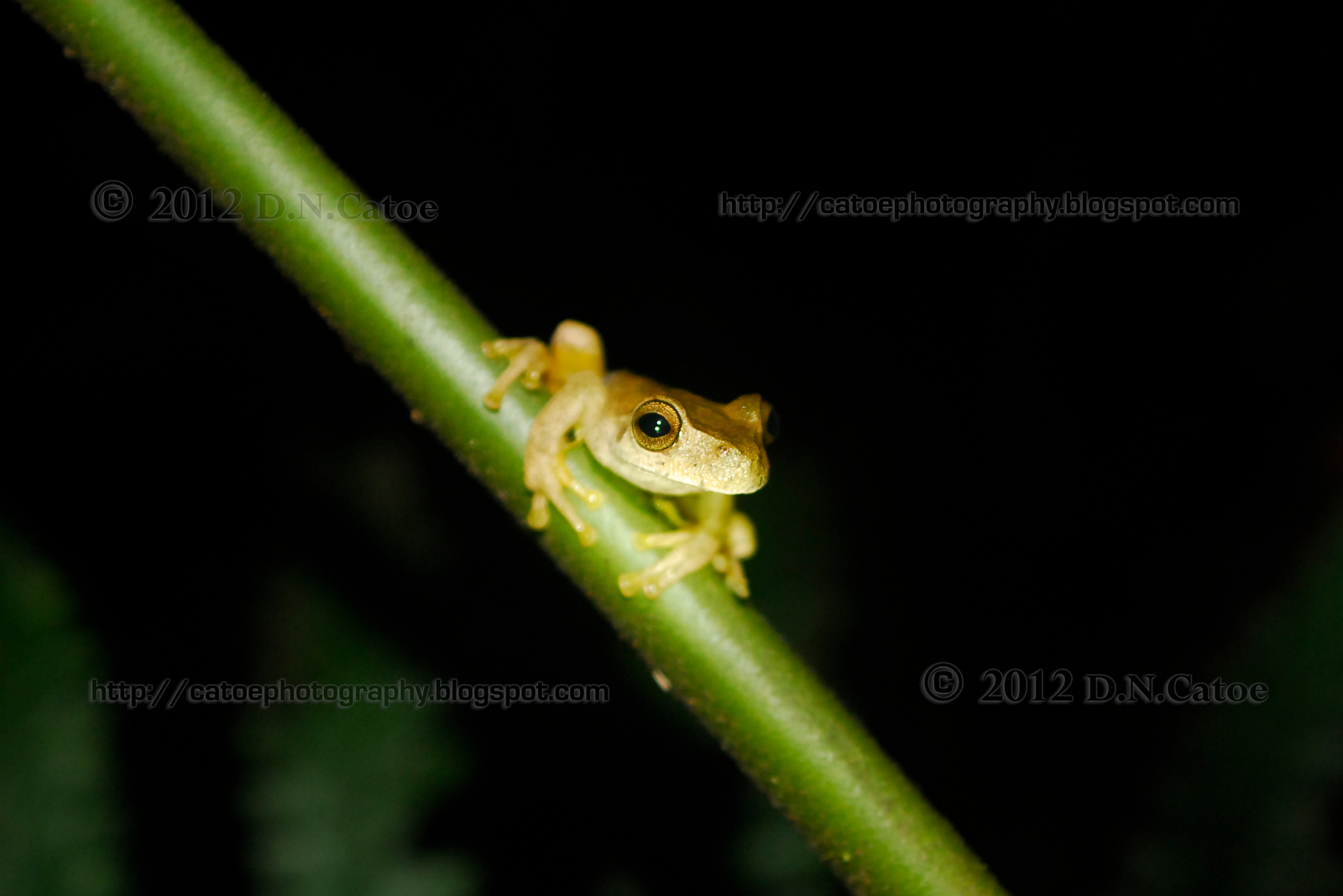 David Catoe Photography