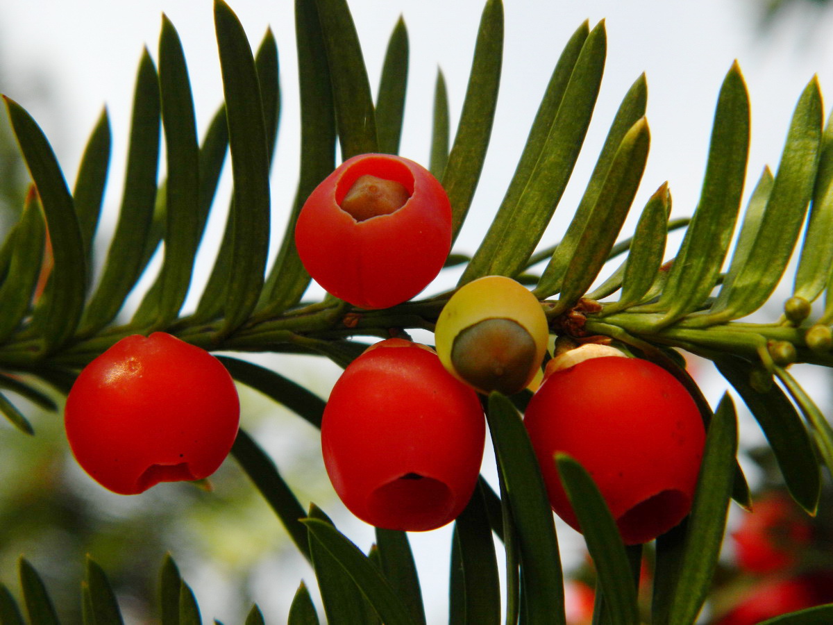 LA MULTI ANI, ROMANIA!: Conifere cu fructe rosii