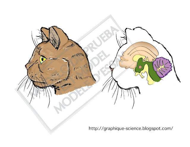 Graphique Science (Chile): Cat brain