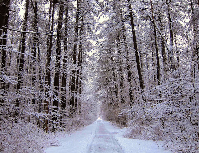 Saratoga woods and waterways: SNOW!