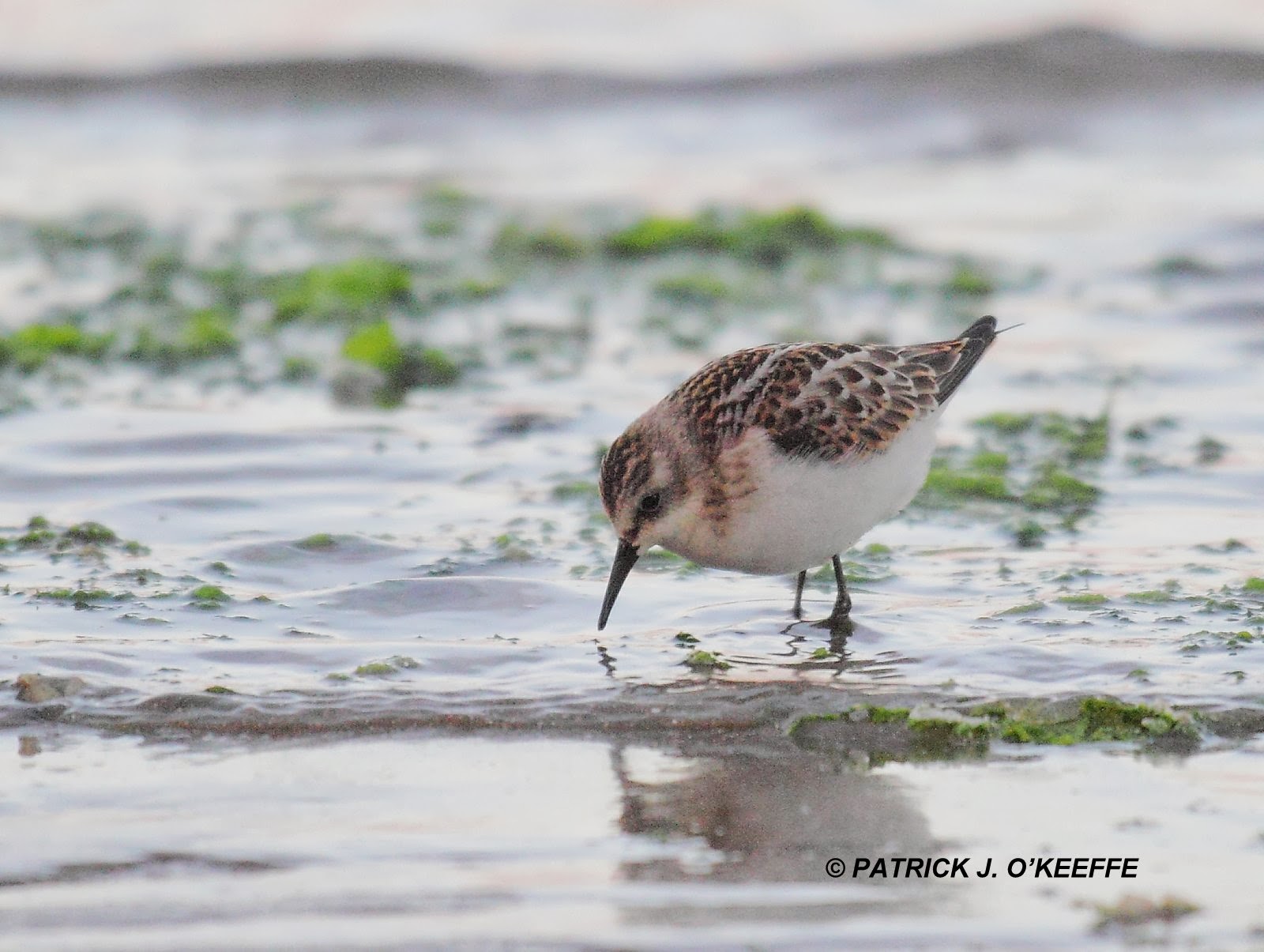 Raw Birds: LITTLE STINT (Juvenile) (Calidris minuta) Gormanston Beach ...