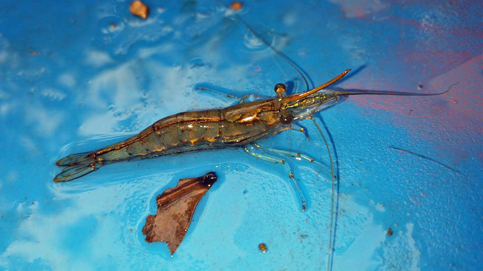 Fächergarnelen: Fächergarnelen auf Saint Thomas, Jungferninseln
