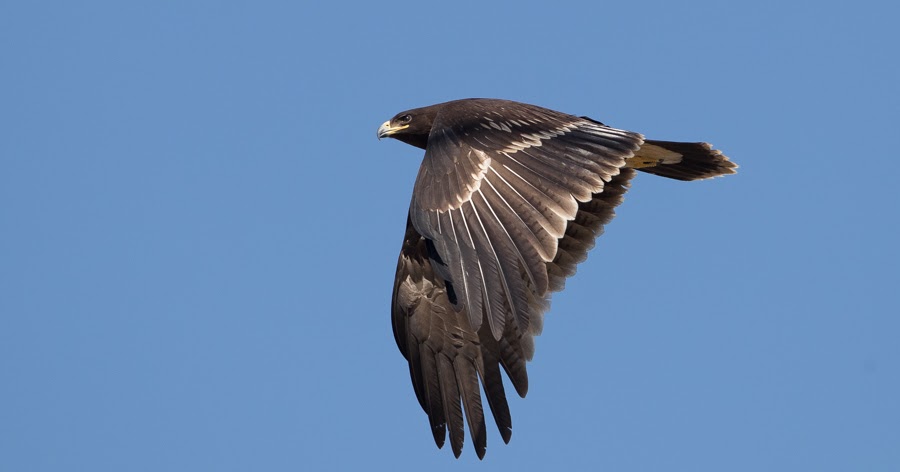 Birds of Saudi Arabia: Greater Spotted Eagle – Jubail