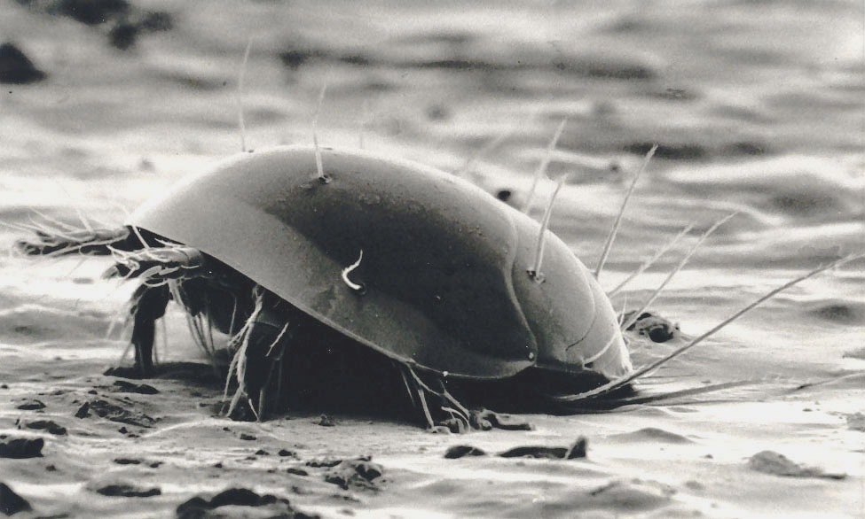 Catalogue of Organisms: The Pygmephoroidea: Lives of Phoresy and Fungi