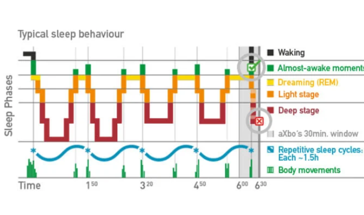 Fase-fase tidur | siklus tidur manusia | alasan mengapa bola mata ...
