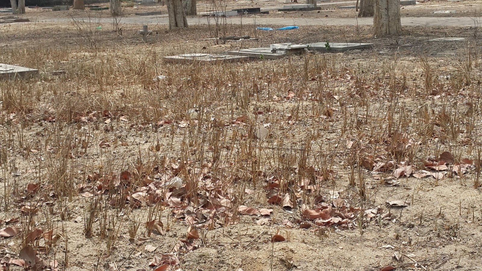 guava gardens: Desecration!