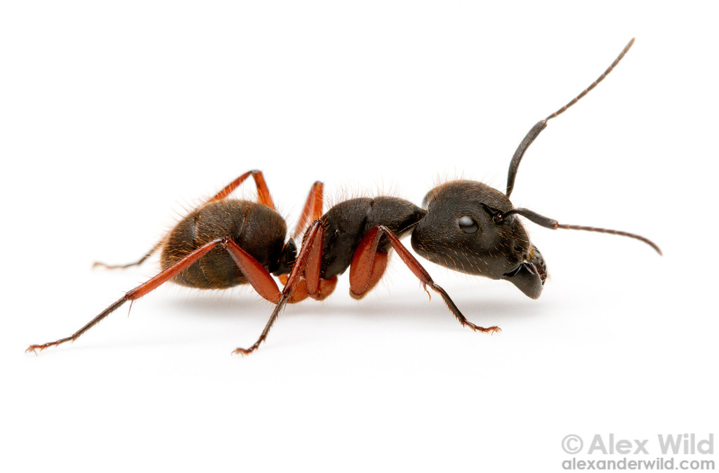 FORMIGA CABEÇUDA-Saúva