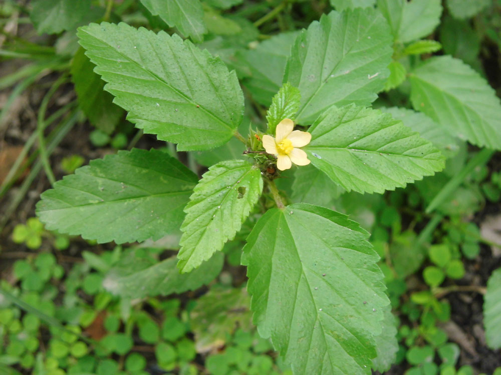 Sidaguri Flower Sida Rhombifolia as Herbal medicine