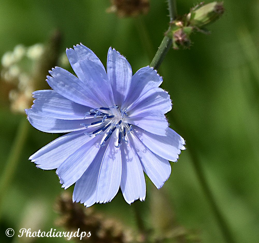 PhotoDiary: Wild Flowers seen nearby.