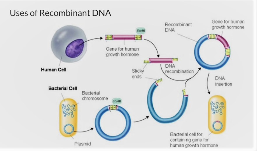 Introduction to Recombinant DNA Technology and Applications of ...