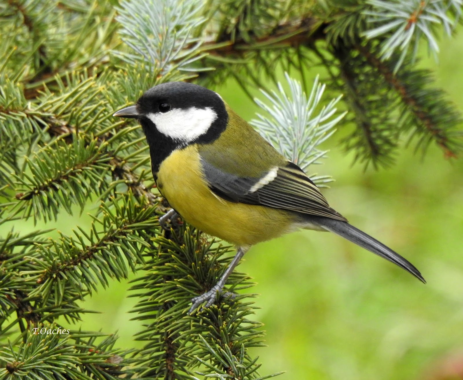 PASARI DIN ROMANIA: PITIGOI MARE, Parus major
