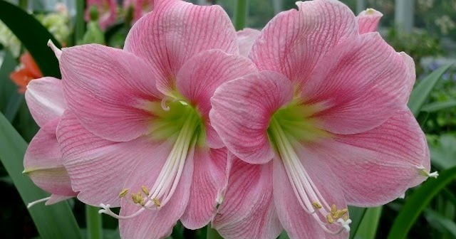 The Flower Bin: Time to Plant Amaryllis