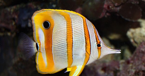 5 Most Gorgeous Mexican Caribbean Fish