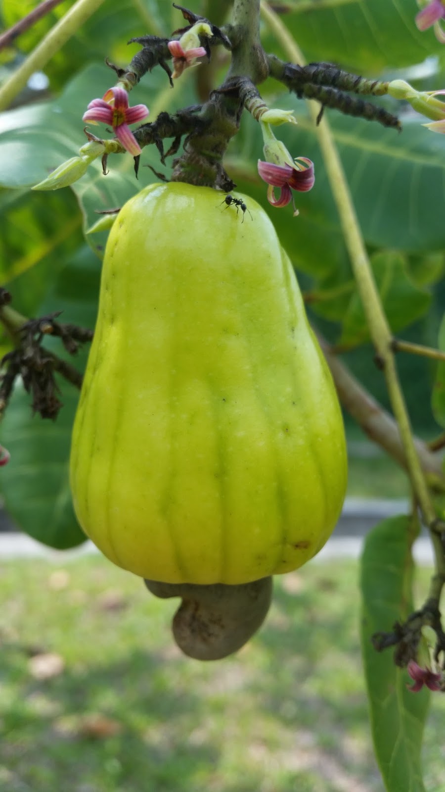 Warisan Petani: Pokok Jambu Gajus