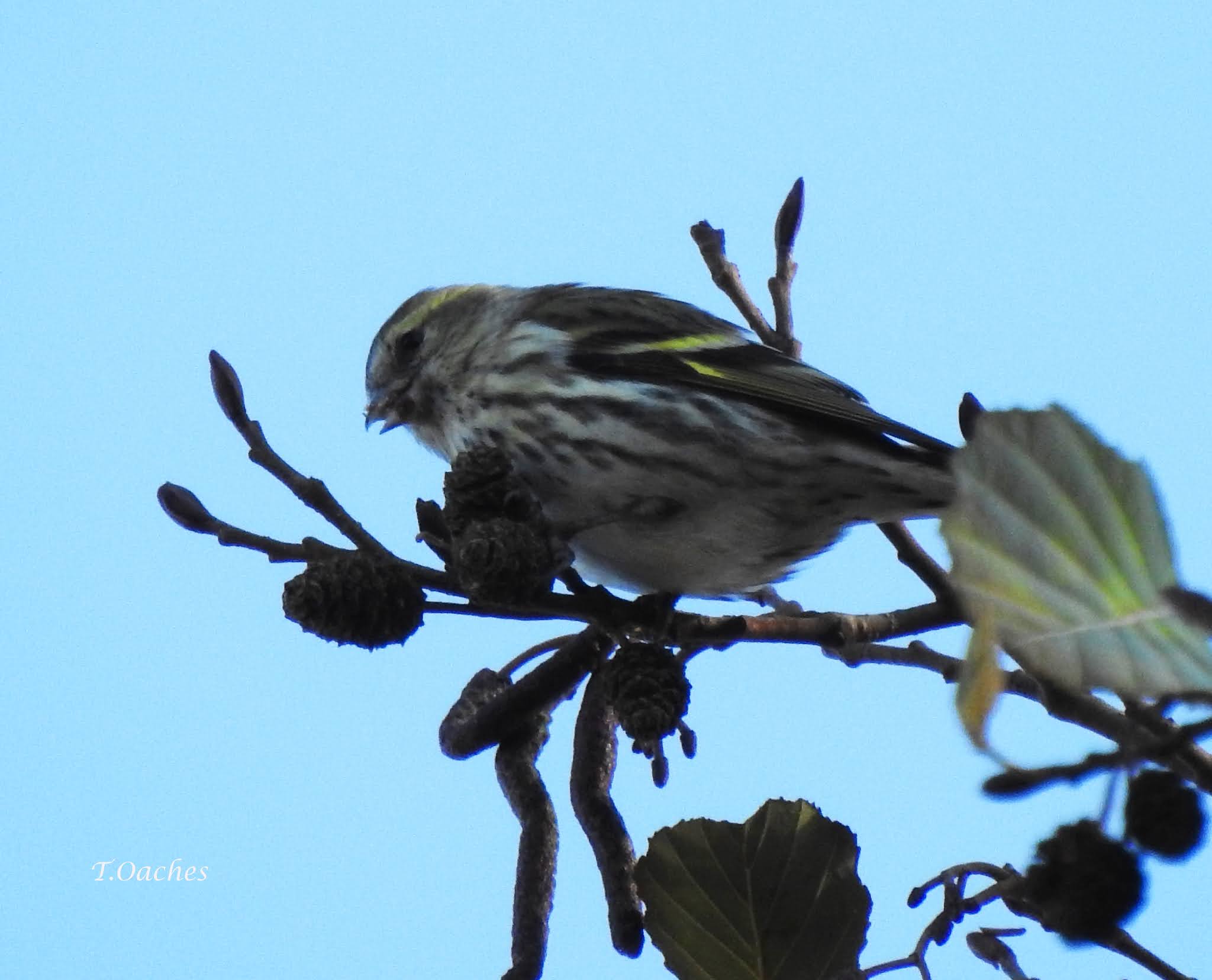 PASARI DIN ROMANIA: SCATIU, Carduelis spinus