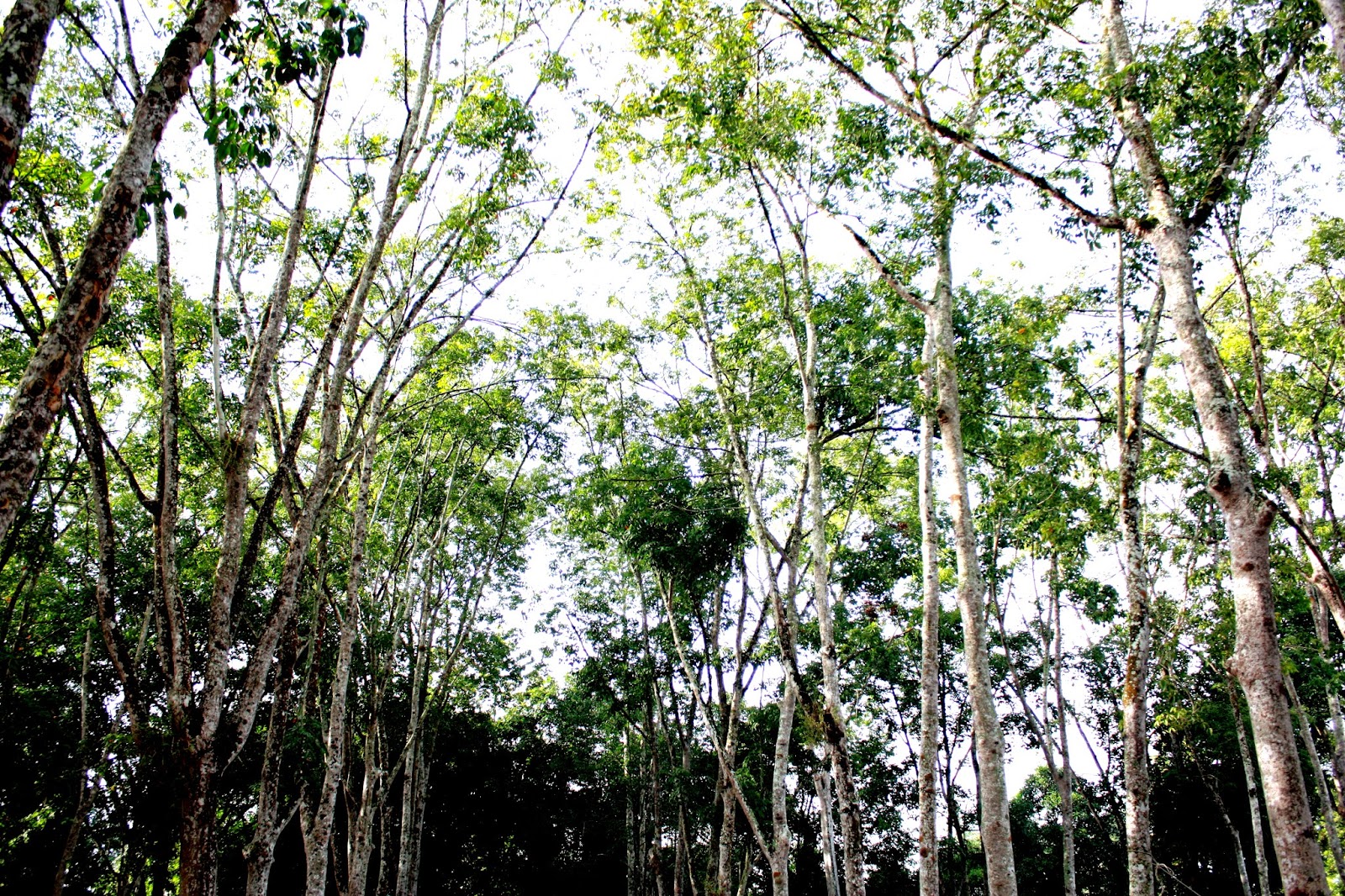 Kisah Tatie | Travel Blogger Malaysia: KEUNIKAN NAT POKOK GETAH DI PERLIS