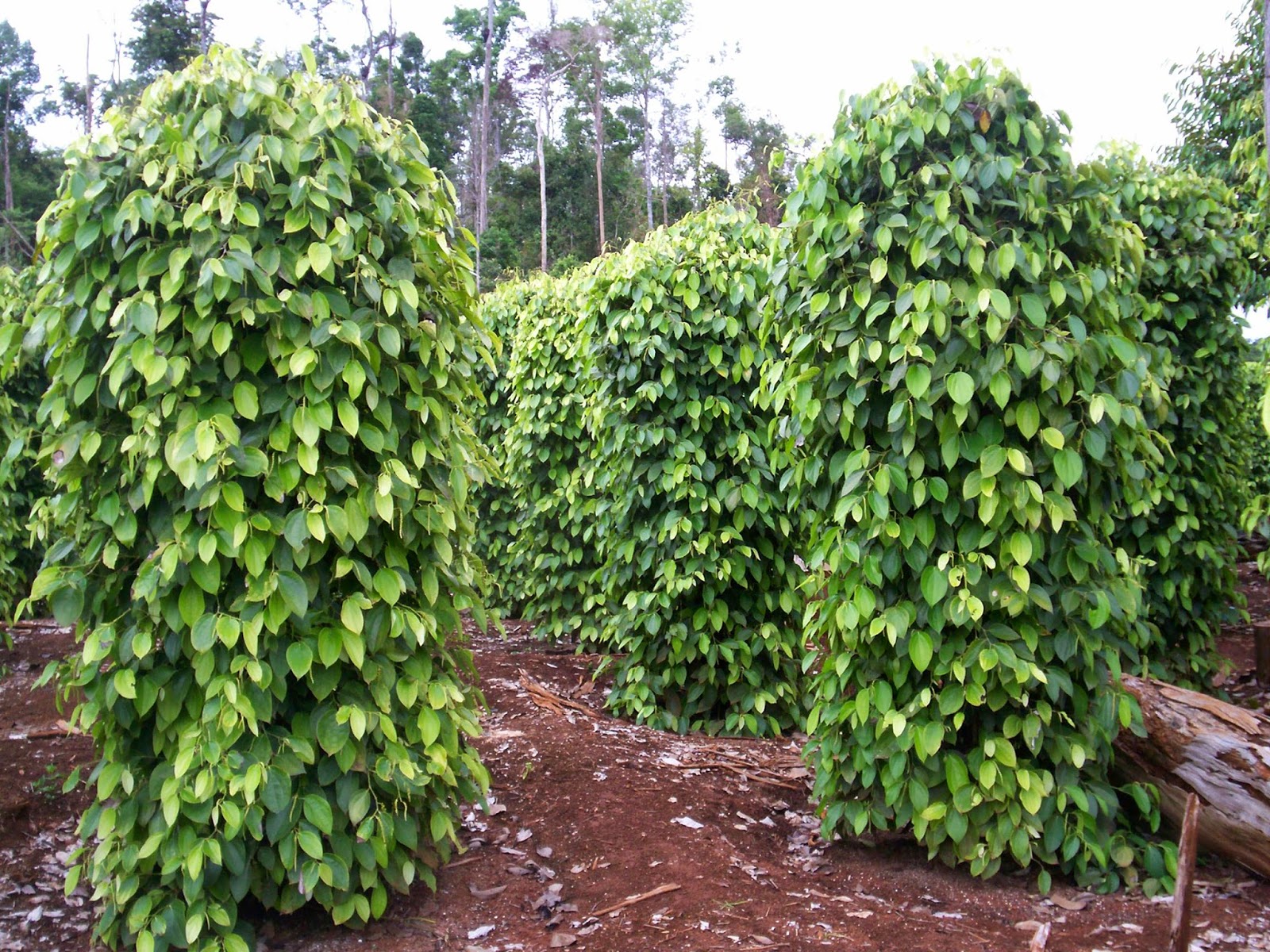 ~d.u.n.i.a...l.a.d.a~: ~Panduan Penanaman Lada~