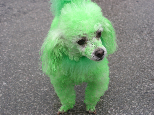 Fotos de perros verdes - Blog de imágenes