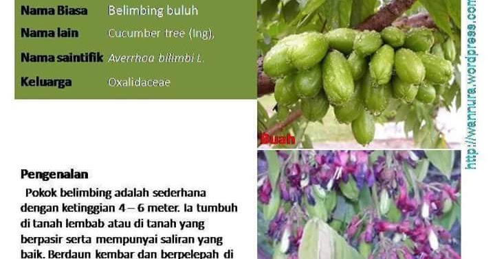 Khasiat Belimbing Buluh dan Belimbing Besi ~ SURIA AMANDA