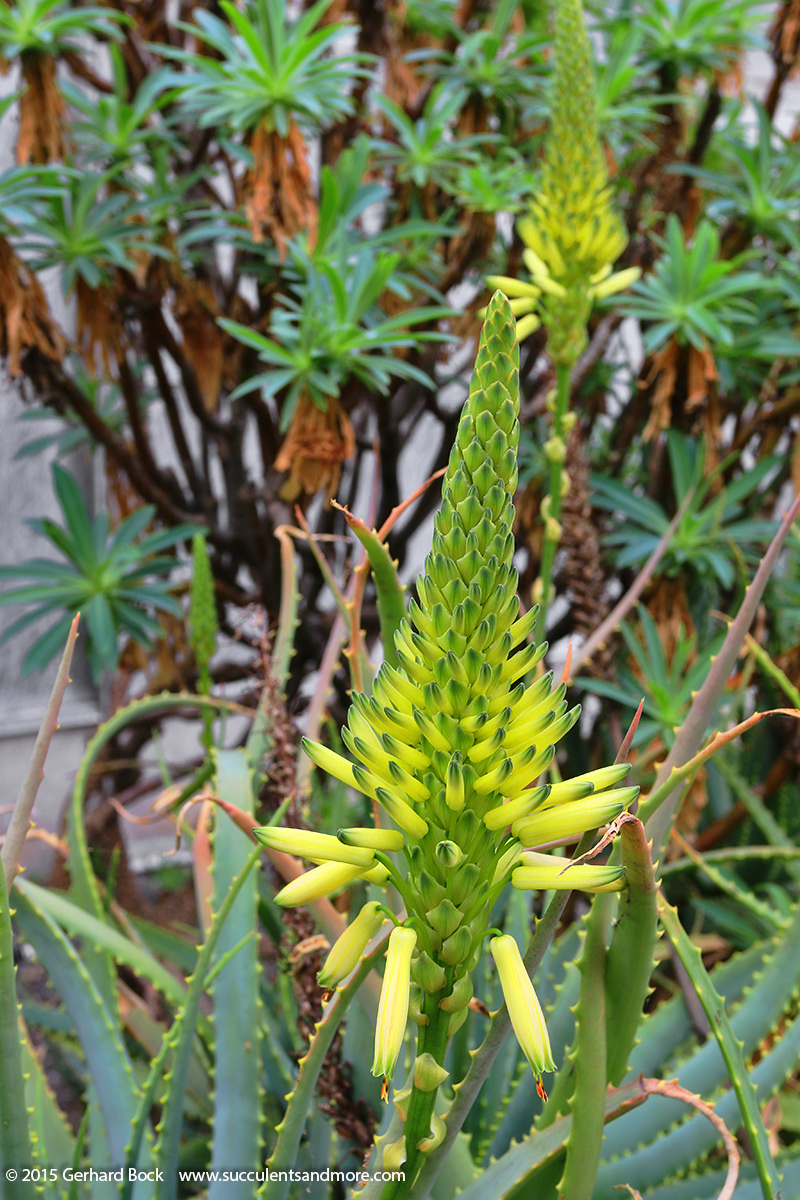 UC Davis early December aloe check