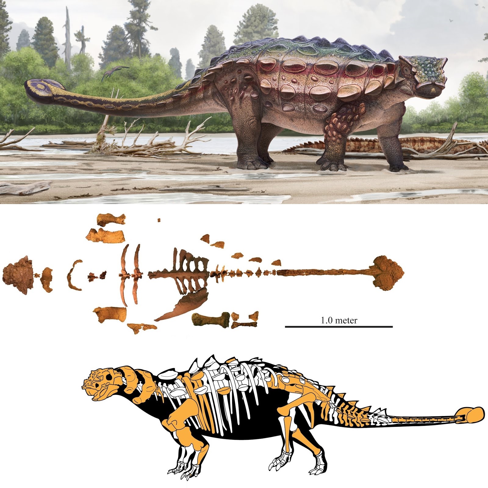 Species New to Science: [Paleontology • 2018] Akainacephalus johnsoni ...