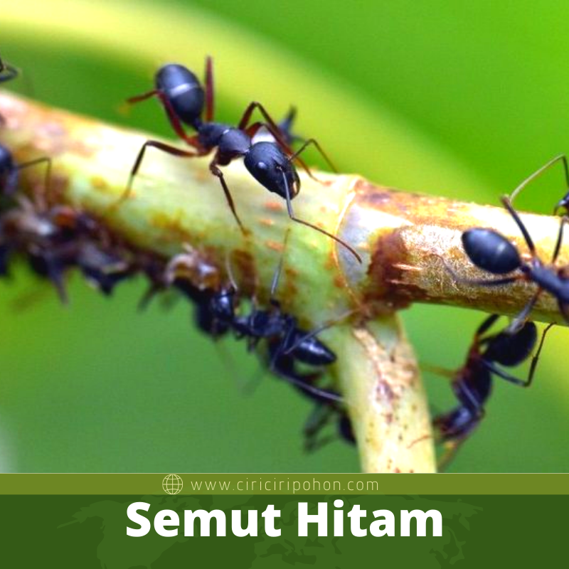 Bidara Diserang Hama Semut Hitam? Buat Jebakan Mudah Ini Saja ...