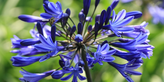 AGAPANTHUS |The Garden of Eaden