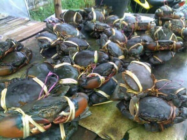 Growing and Fattening Mud Crab Farming Method - Frozen Mud Crab ...