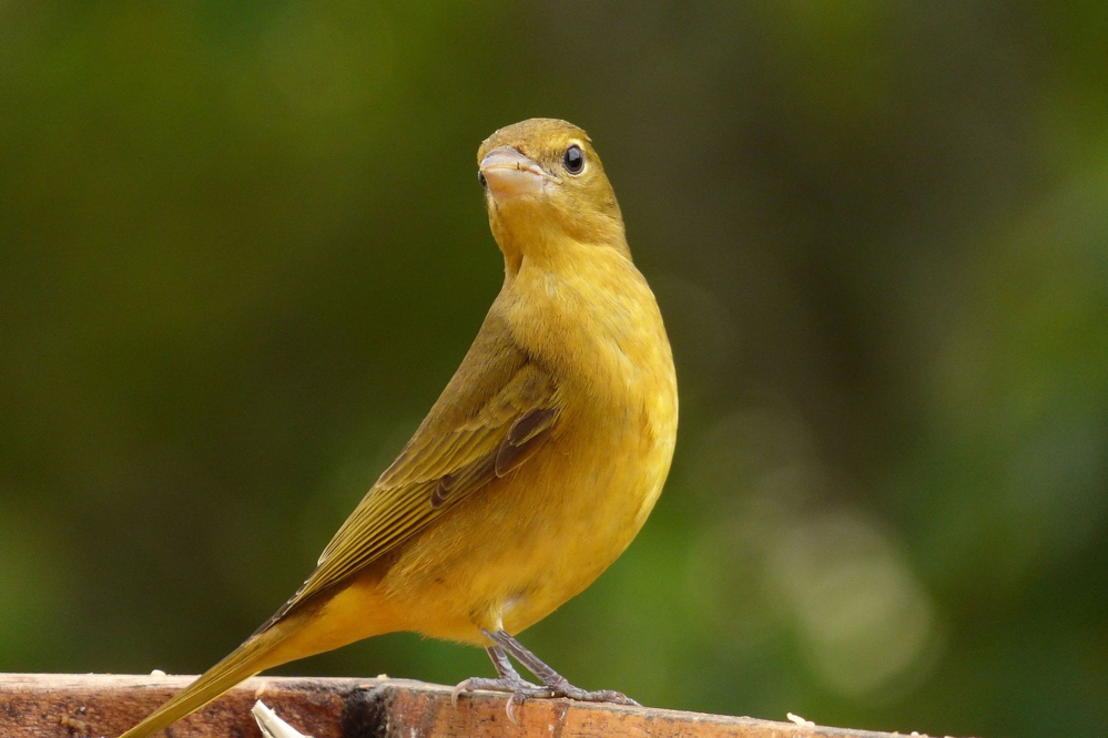 SUMMER TANAGER