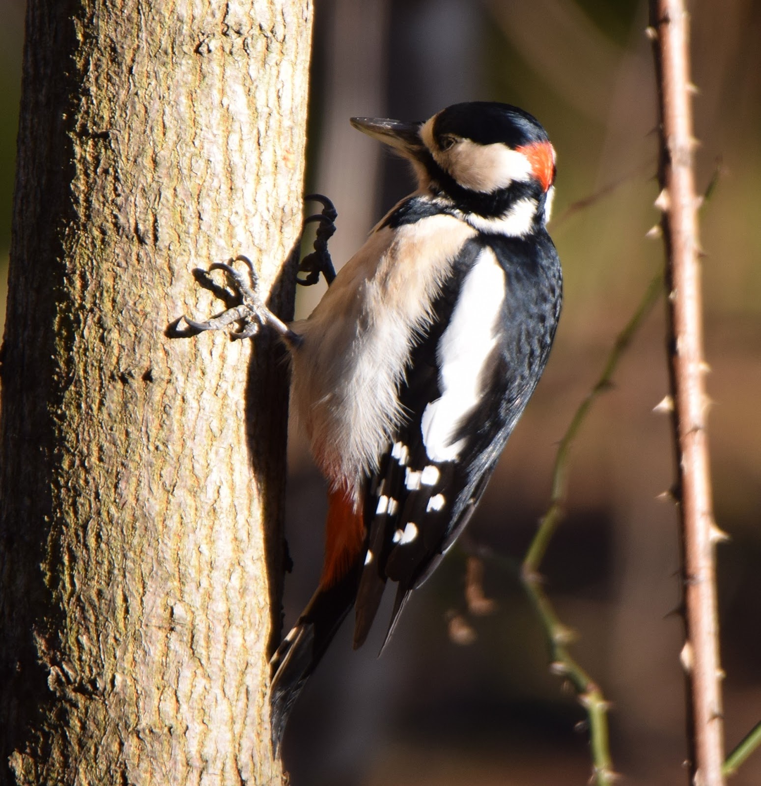 På fugletur - og om naturen: Flaggspett - "hakkespetten" vår