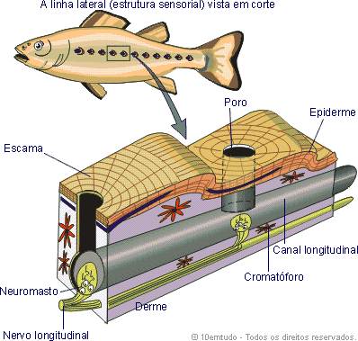 Bloggiologia: Cordados - Vertebrados (Características Gerais, Agnatas ...