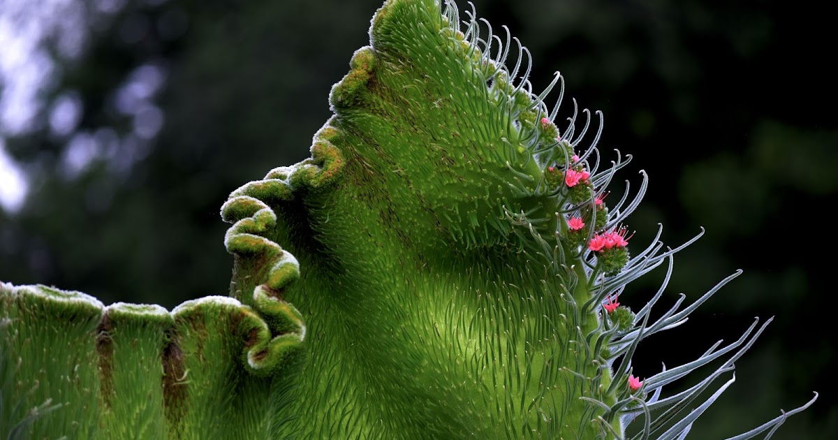 L.A. County Arboretum & Botanic Garden Plant Info: Fasciation Fascination