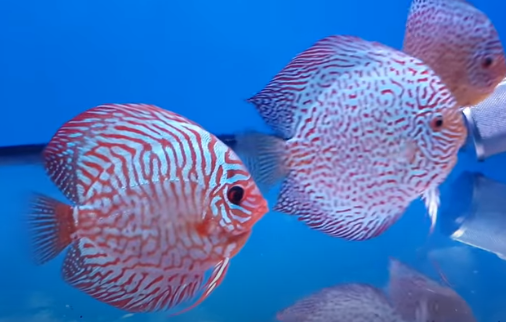 100 Discus Classification according to color and line | king fish