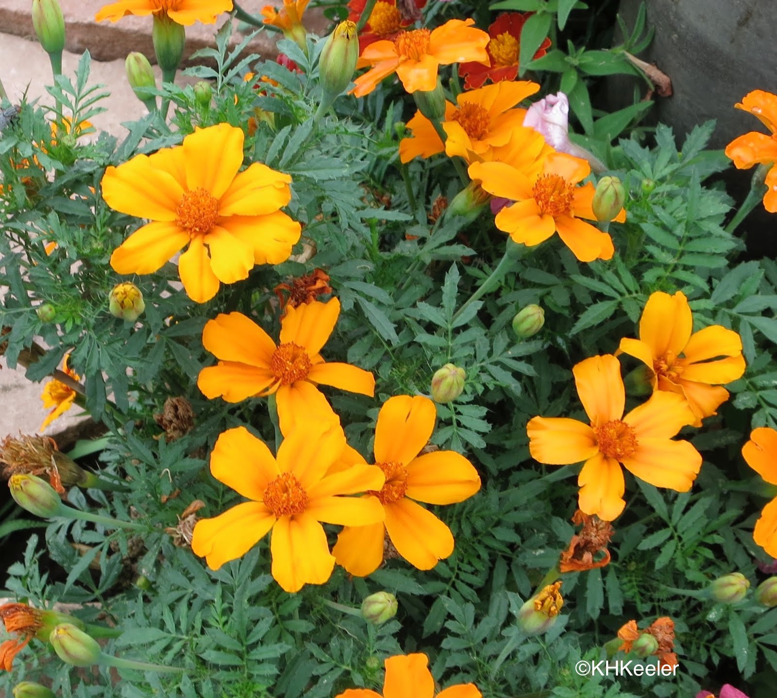 A Wandering Botanist: Plant Story--Marigolds from the Americas