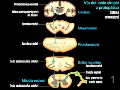 Neuroaprende : Via del tacto y la presión - Espino talámica anterior