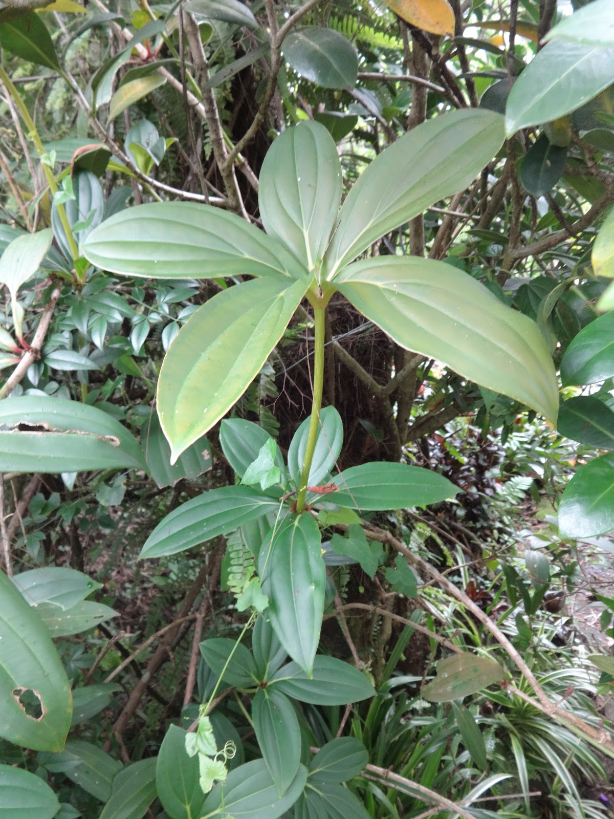 Herbs from Distant Lands: Medinilla magnifica, Medinilla pendula ...