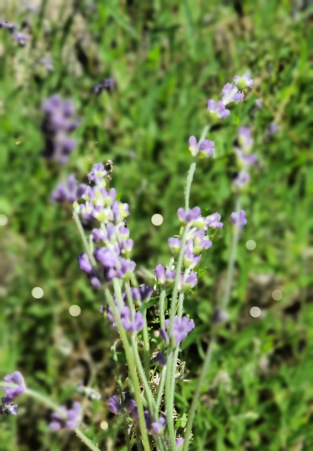 Lavender Mint Refresh Spray for your Coop and Home - Fresh Eggs Daily ...