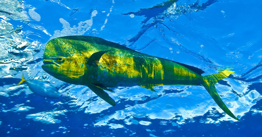 Ikan Lemadang Atau Mahi-Mahi; Klasifikasi, Morfologi, Habitat Dll ...