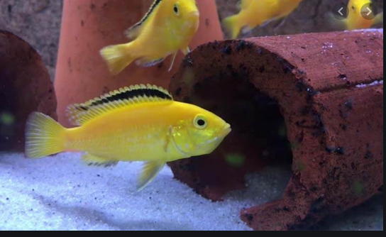 Cara Budidaya Ikan Lemon Di Akuarium Omset Puluhan Juta