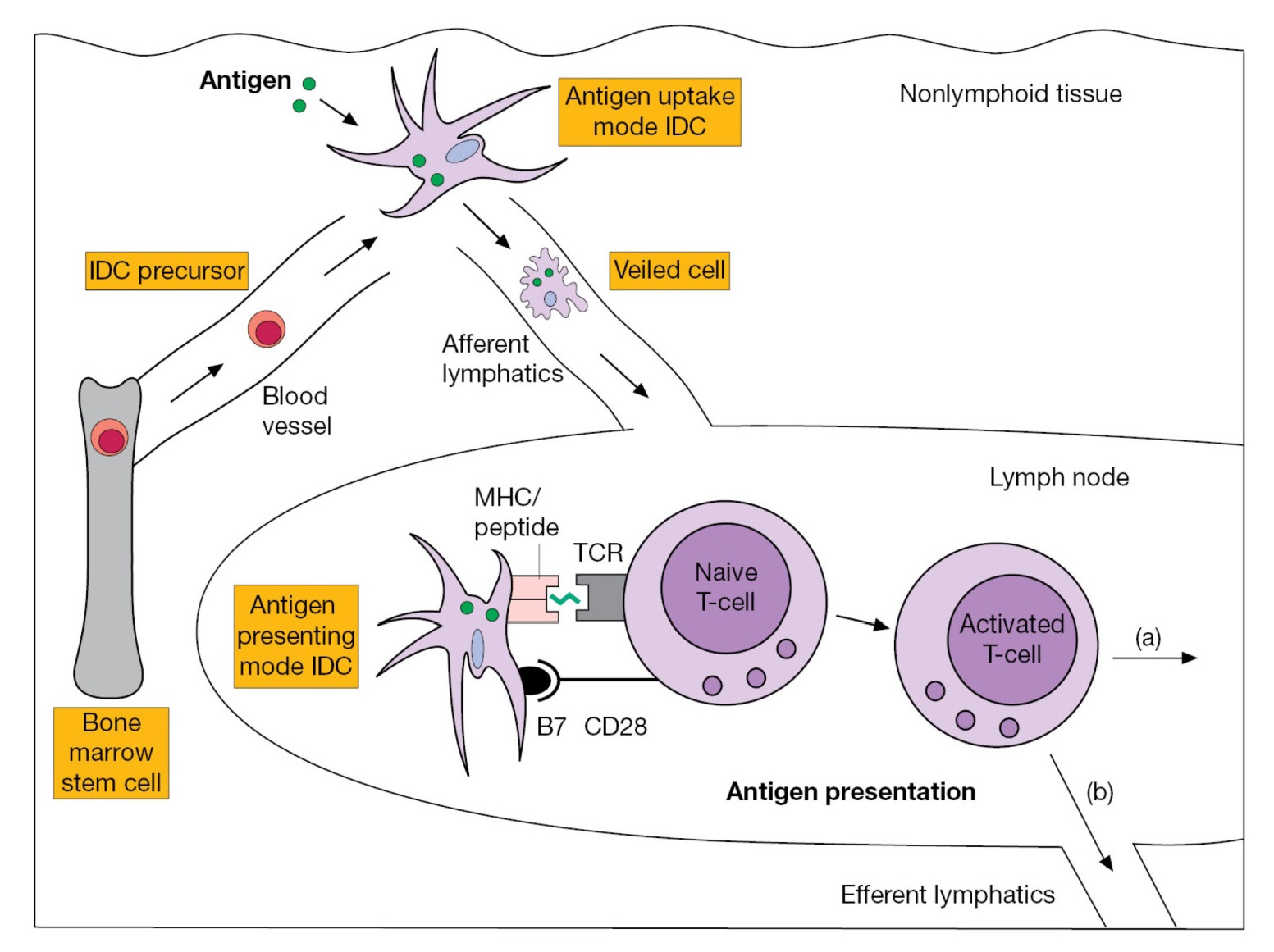 THE HANDLING OF ANTIGEN - pediagenosis