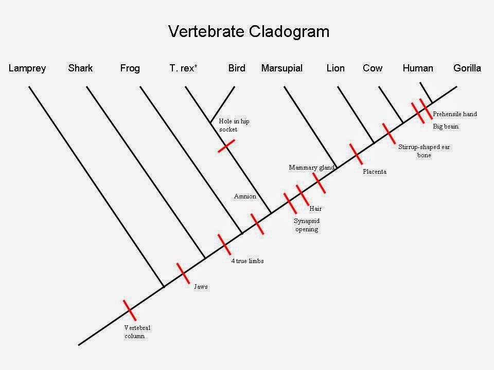 Pans Sapiens: Analogous and Homologous Traits