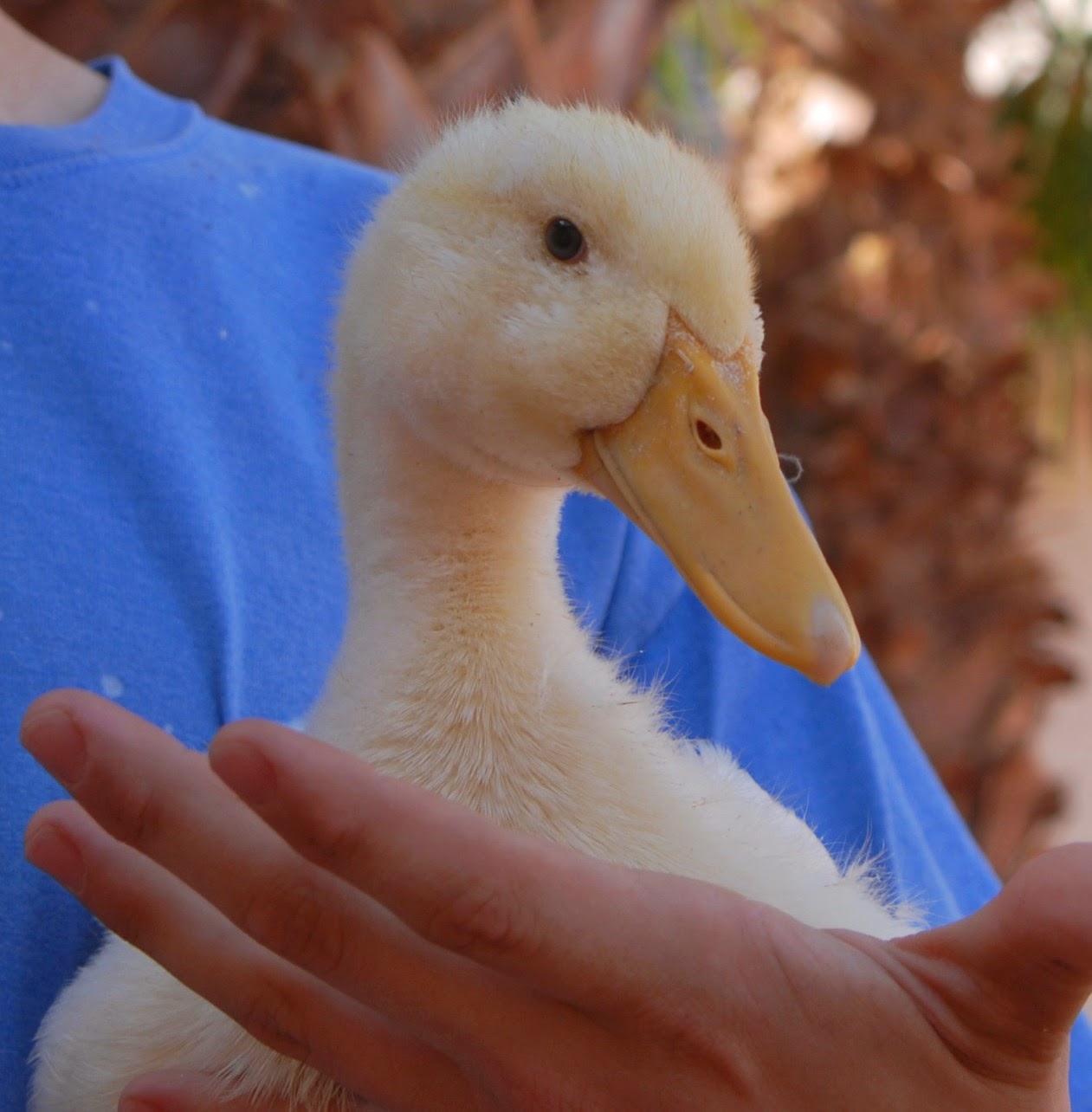 Rescued baby ducks needing safe, lifelong homes.