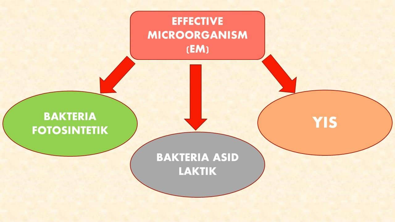 Pengenalan Effective Microorganism