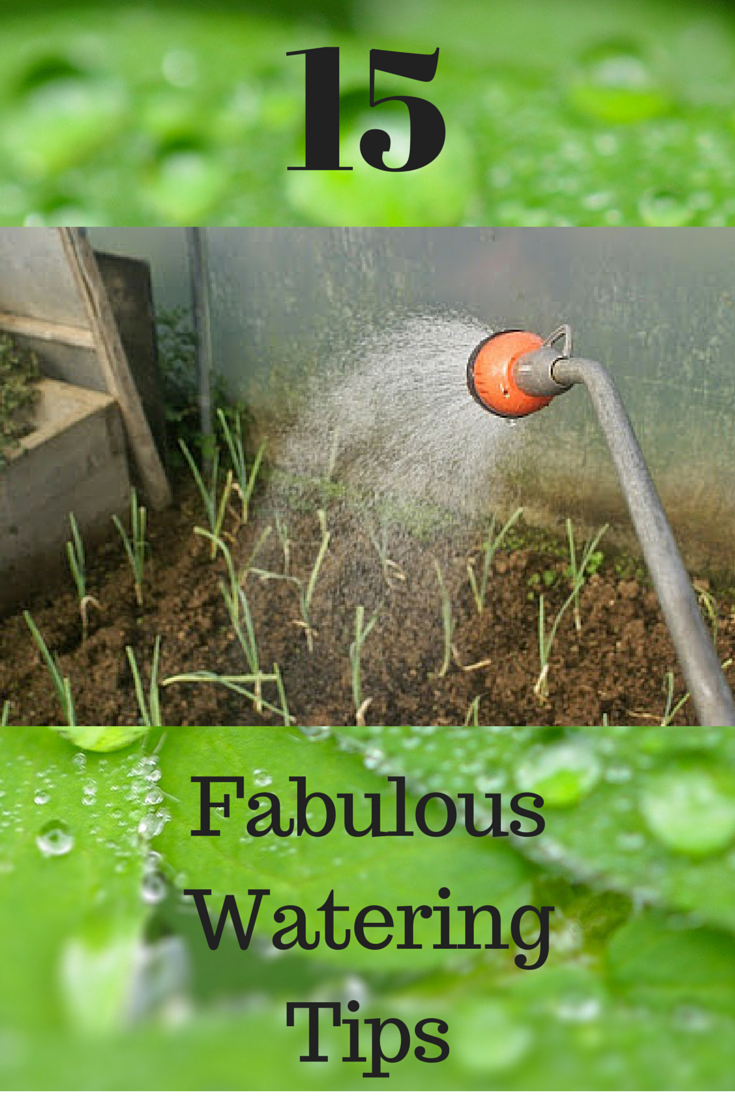 A Green and Rosie Life: 15 watering tips for healthy plants